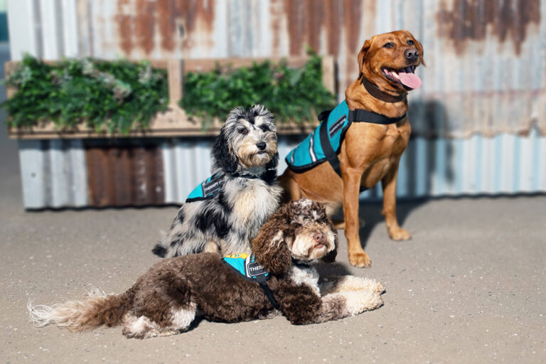 Therapy Dog Services | Certified Therapy Handlers | TASAA