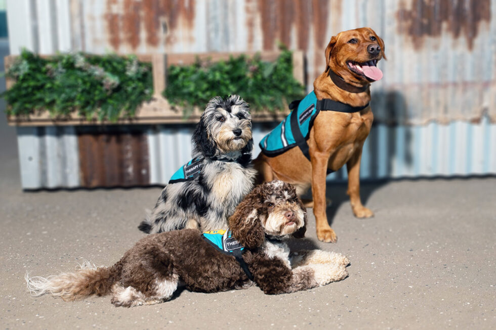 Therapy Dog Services | Certified Therapy Handlers | TASAA