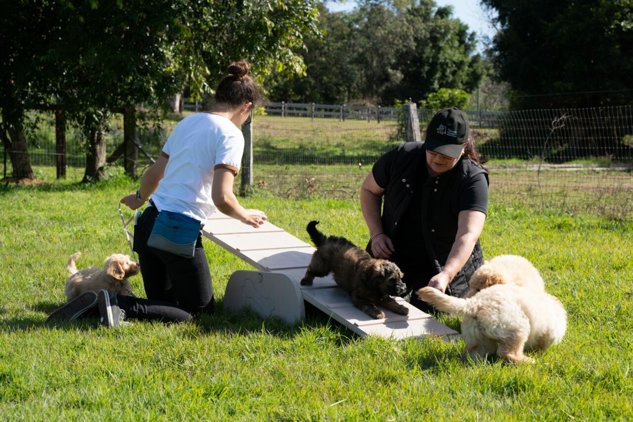 Best Puppy Training | The #1 Stay & Train Australia | T&SAA