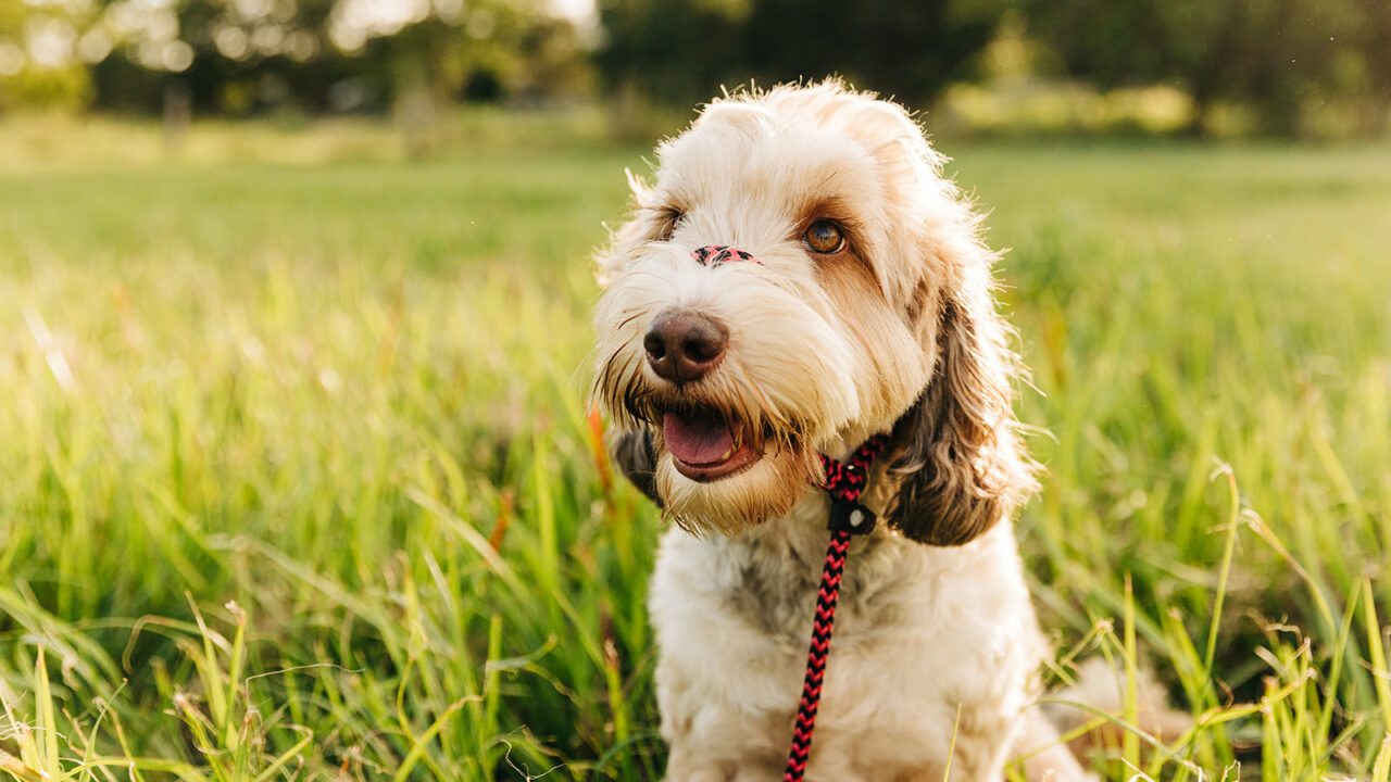 Hydrotherapy for Dogs | #1 Dog Hydrotherapy Brisbane | TASAA