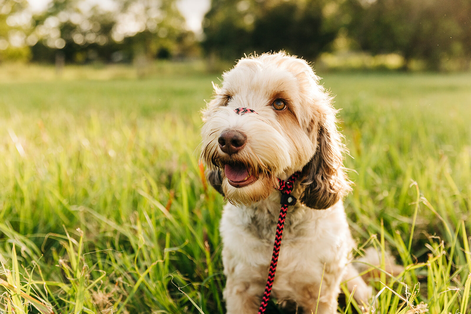 Hydrotherapy for Dogs | #1 Dog Hydrotherapy Brisbane | TASAA