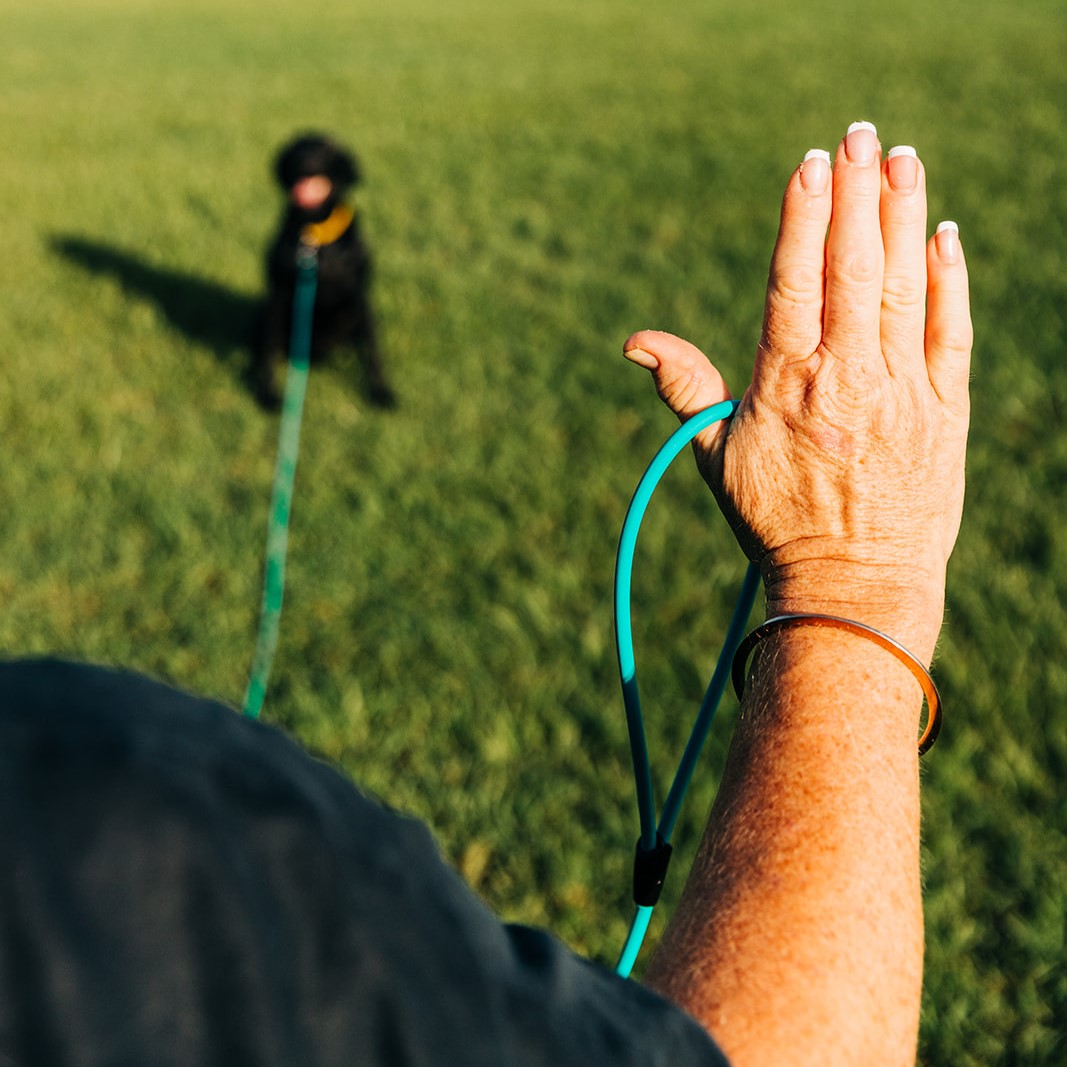 TASAA Long Line - Therapy & Support Animals Australia (TASAA)