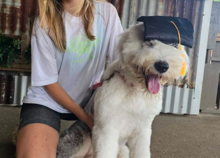 Therapy Dog Training & Dog Handler Certification | TASAA